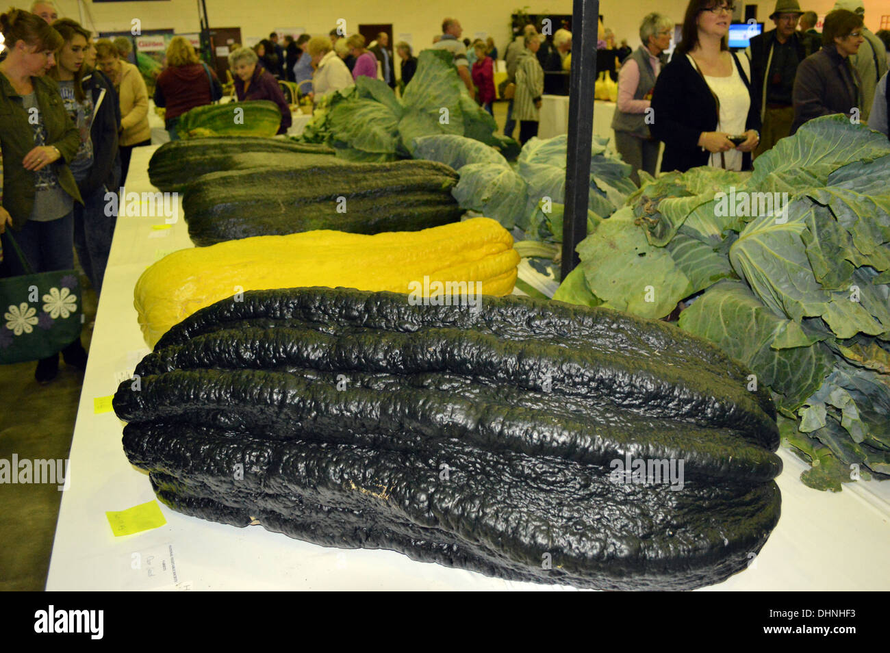 A dIsplay of Prize Winning Marrows at the Giant Vegetable Display at ...