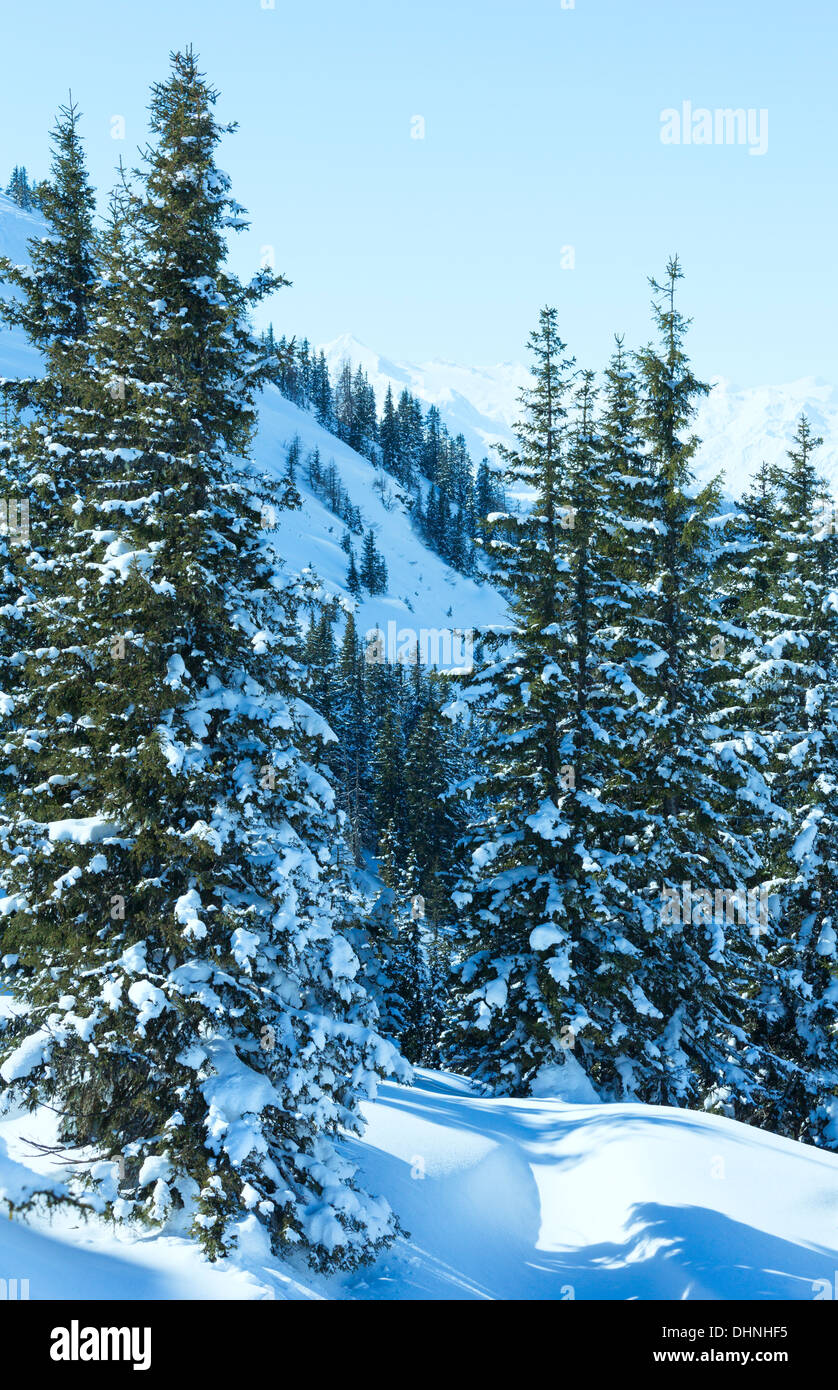 Winter mountain landscape with snowy spruce trees on slope (Hochkoenig ...
