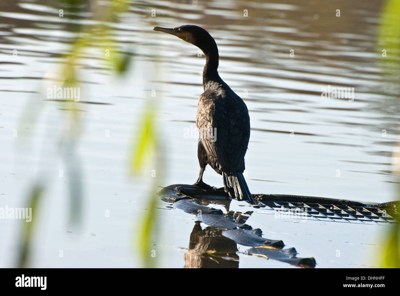 Cormorant standing on a man made structure Stock Photo - Alamy