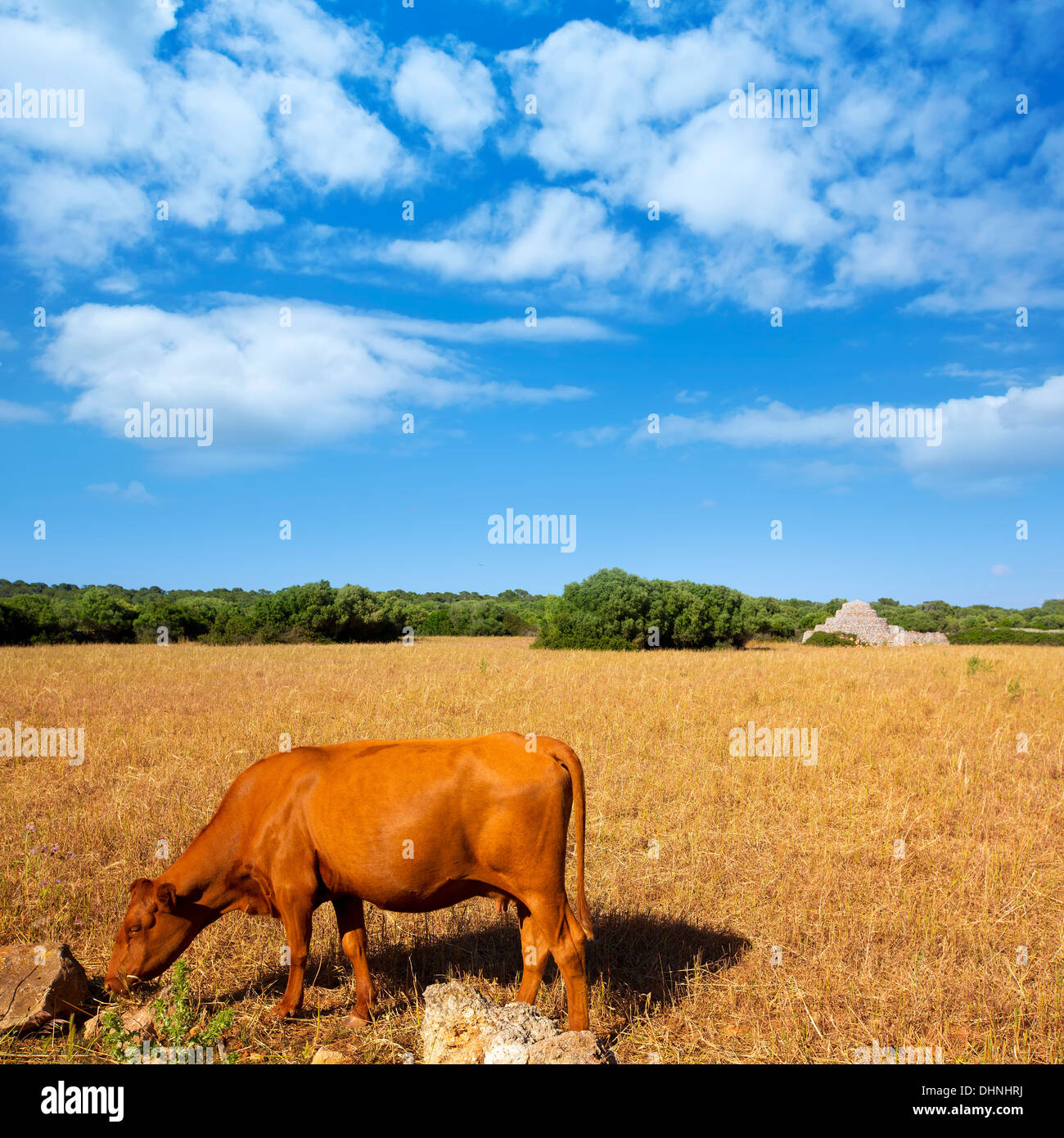 Cattle farm menorca minorca hi-res stock photography and images - Alamy