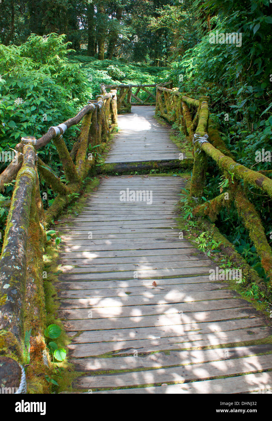 Stairway to forest walk into nature moss Stock Photo - Alamy