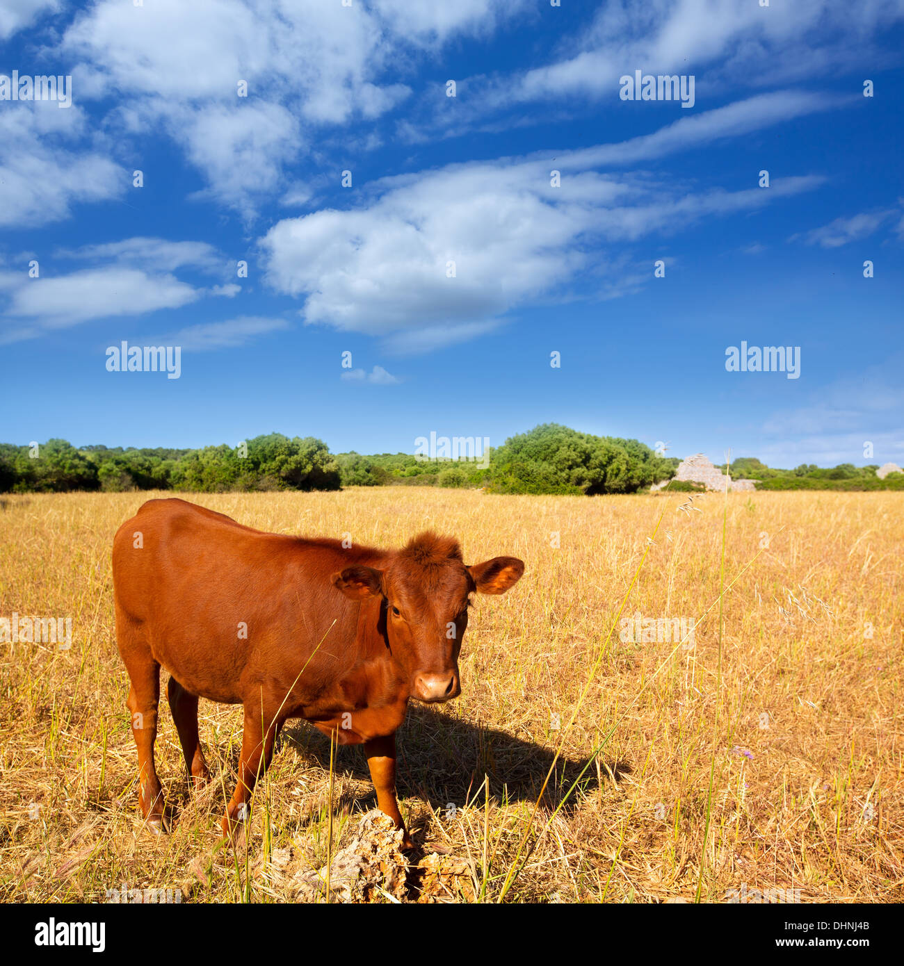 Cattle Farm Menorca Minorca High Resolution Stock Photography and ...