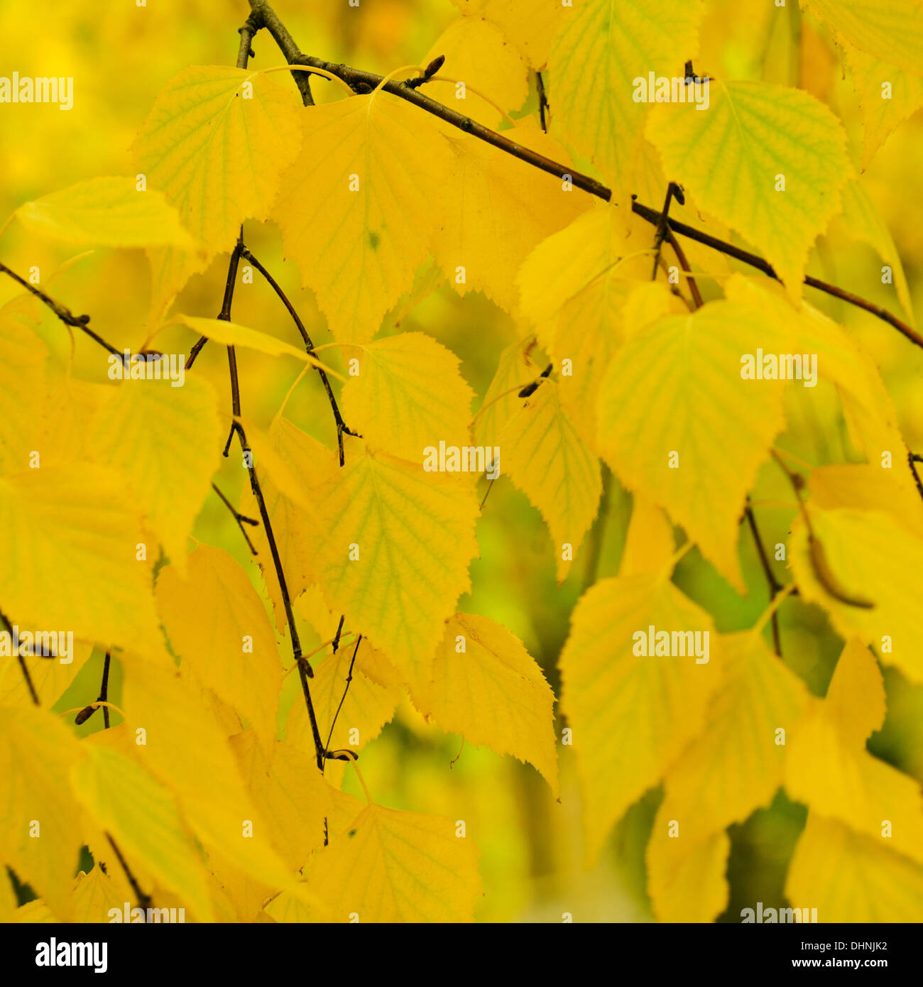 Autumn tree branch Stock Photo - Alamy