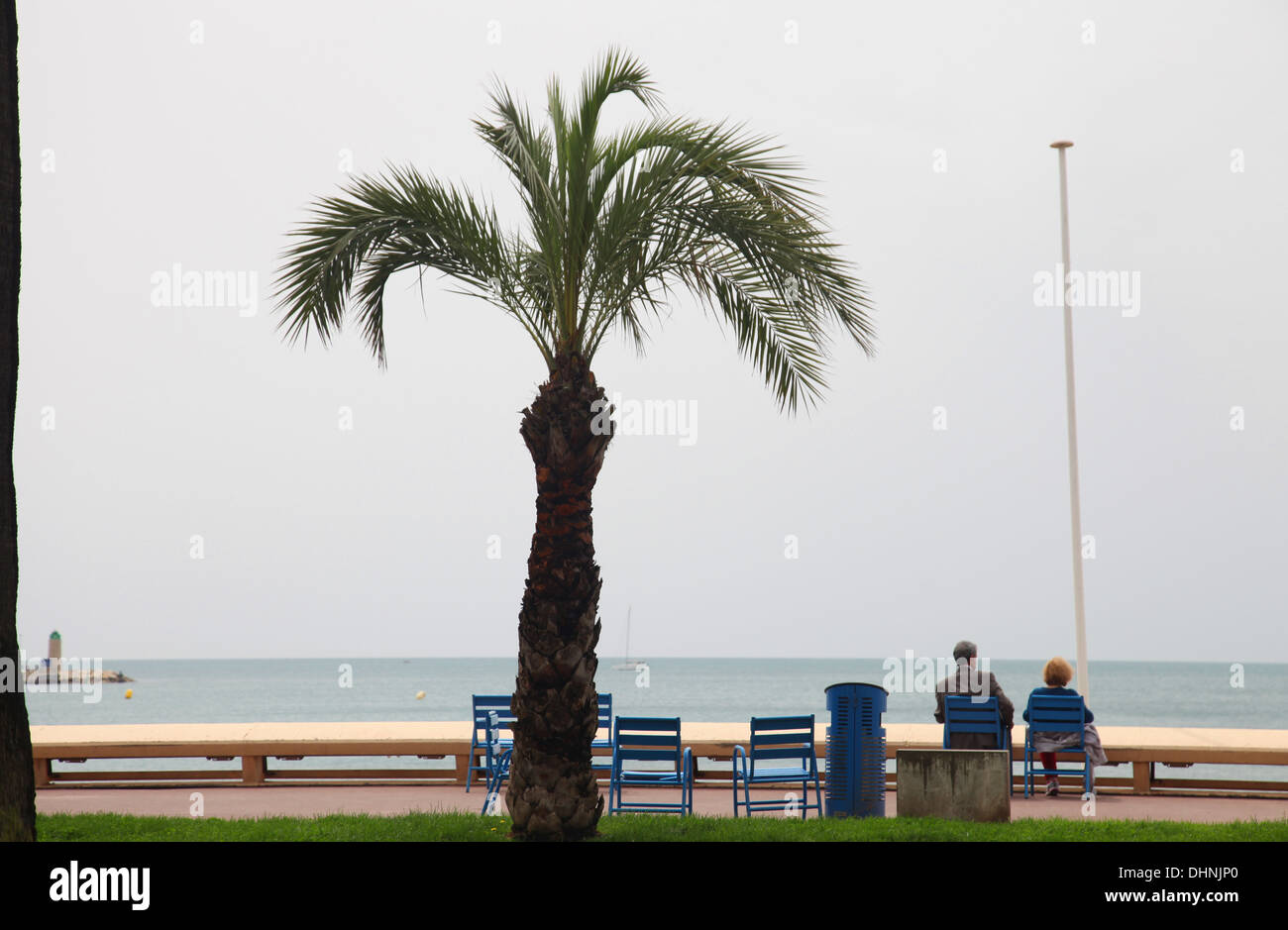 Palm tree in Cannes Stock Photo - Alamy