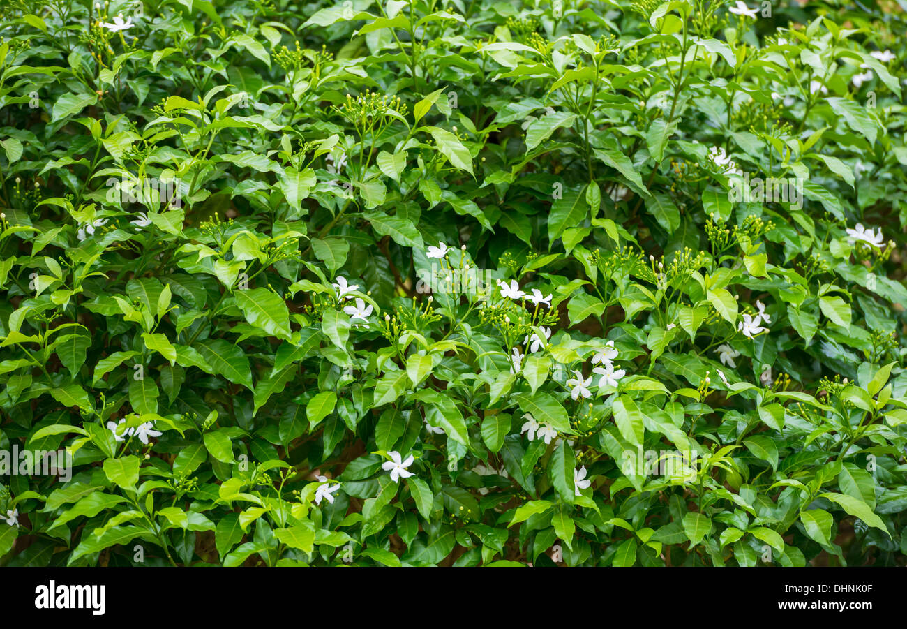 jasmine Green Leaves, background Stock Photo - Alamy
