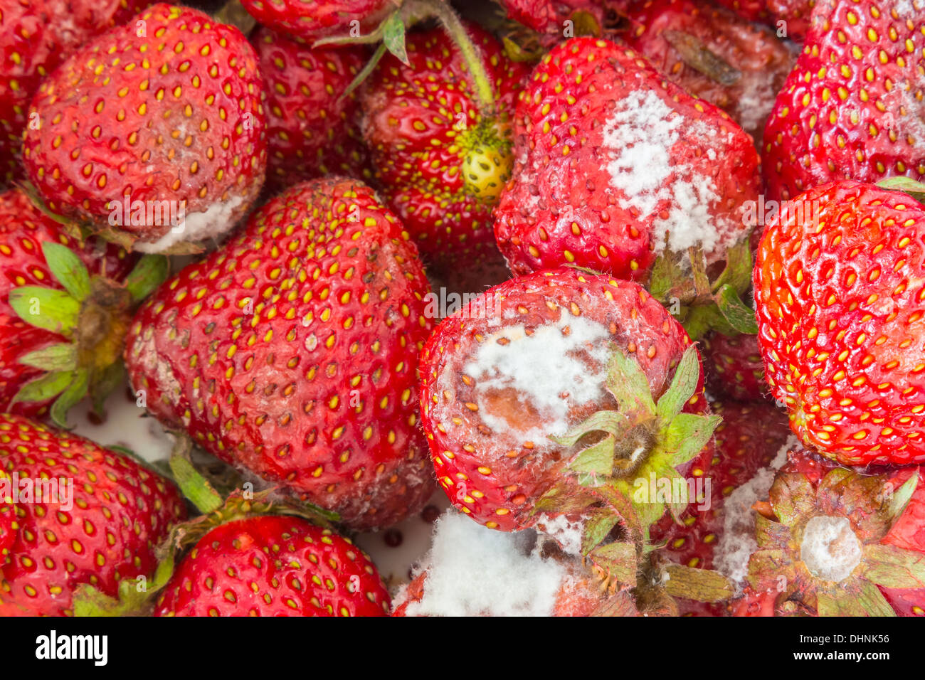Moldy strawberries hi-res stock photography and images - Alamy