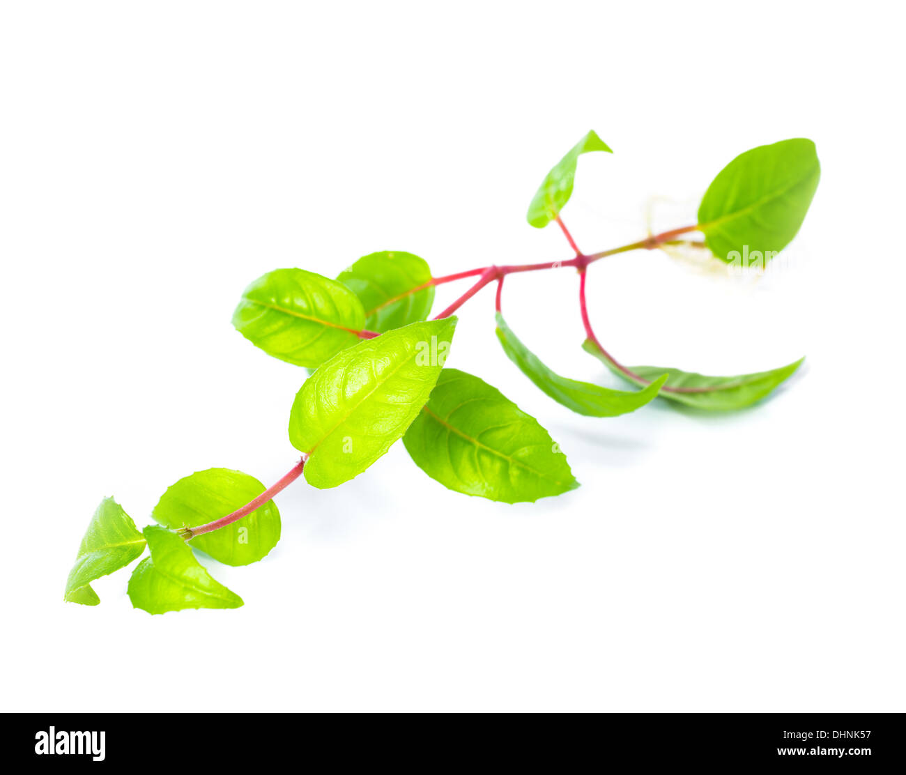 fuchsia seedling with visible root against a white background Stock ...