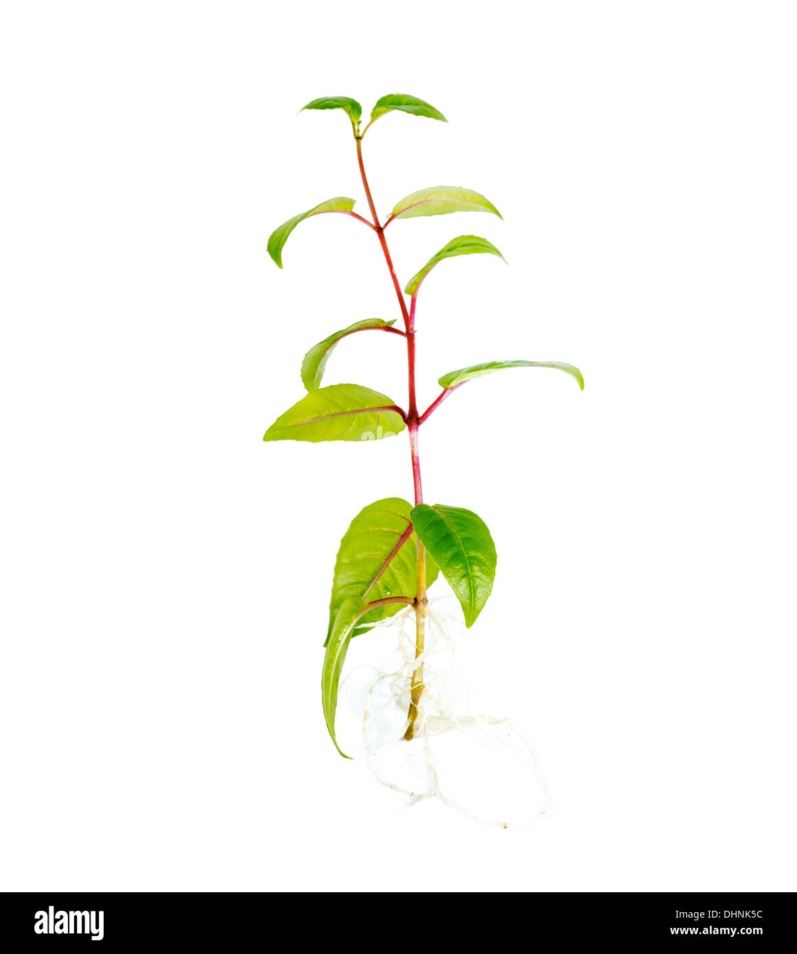 sapling seedling with visible root against a white background Stock ...