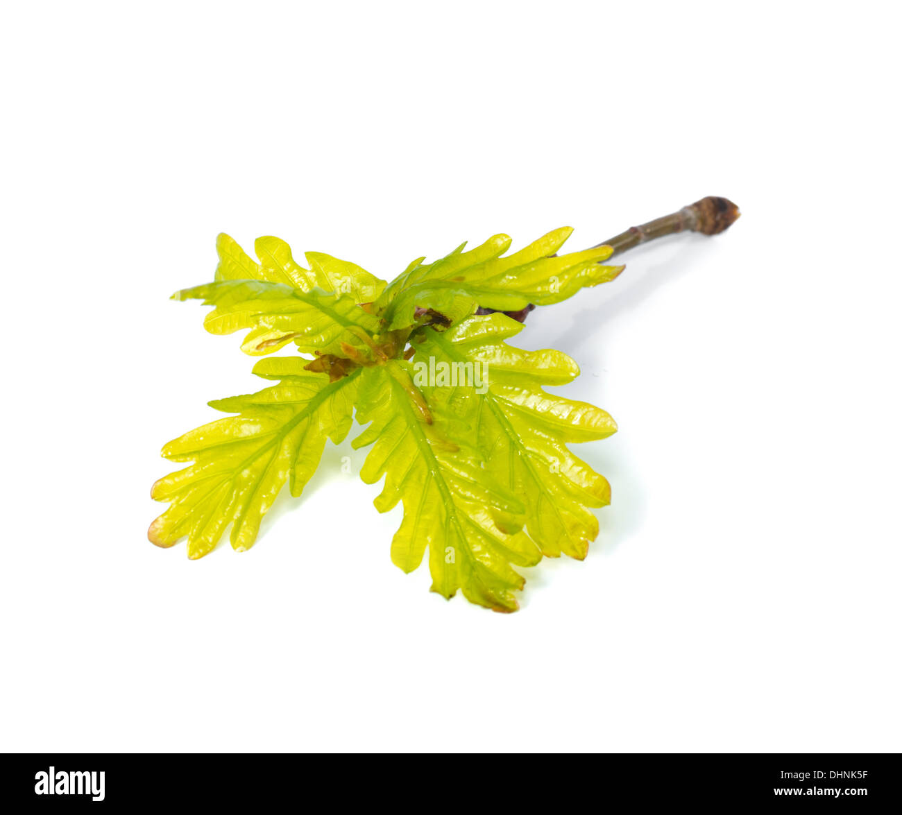 young branch of a oak on white, isolated Stock Photo - Alamy