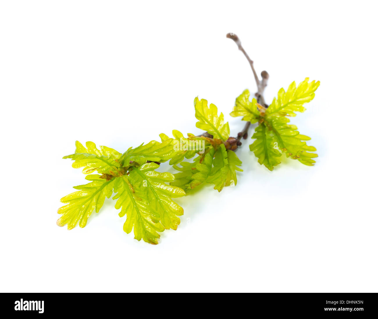young branchs of a oak on white, isolated Stock Photo - Alamy