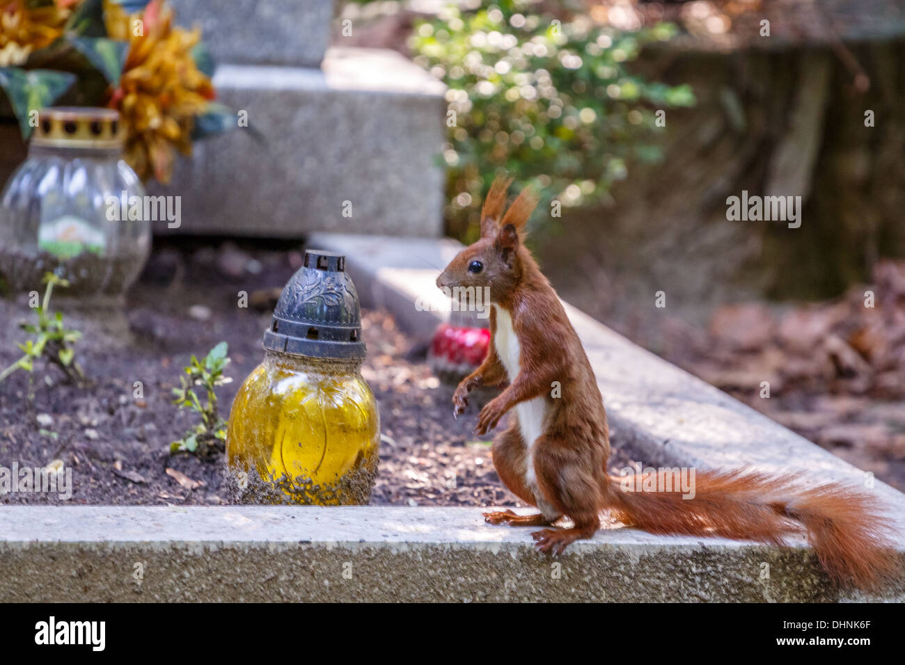 Squirrel on the grave Stock Photo - Alamy