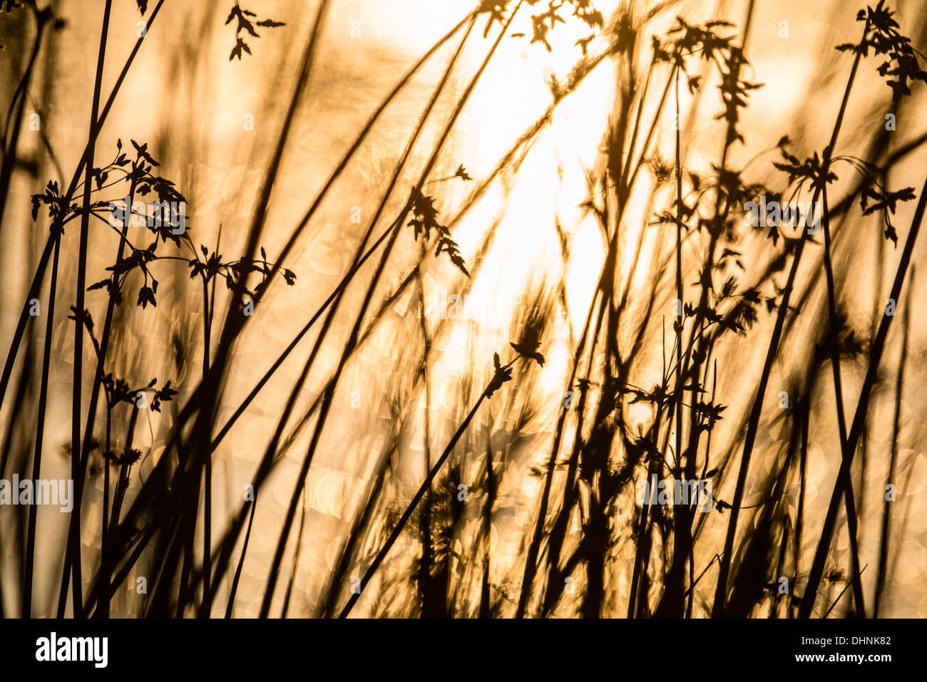Golden glow of a sunset in water through lakeside reeds Stock Photo - Alamy