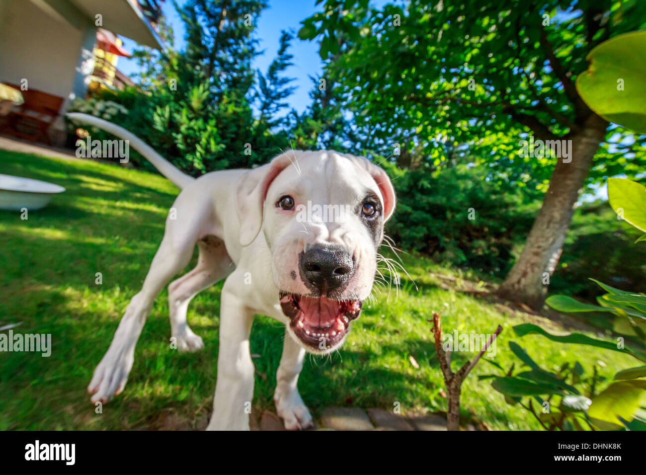 Naughty animals hi-res stock photography and images - Alamy