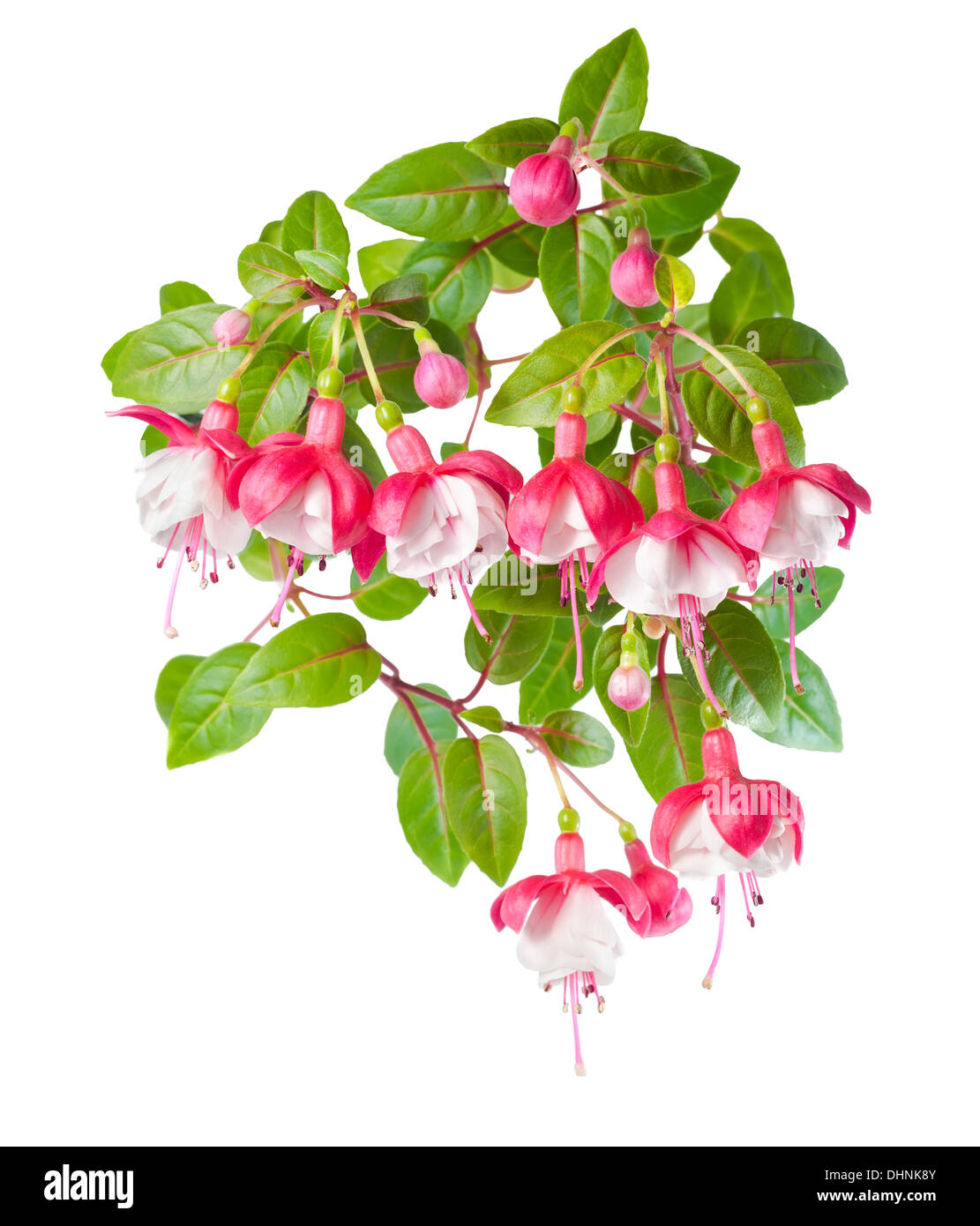 red and white branch fuchsia on white, background Stock Photo - Alamy