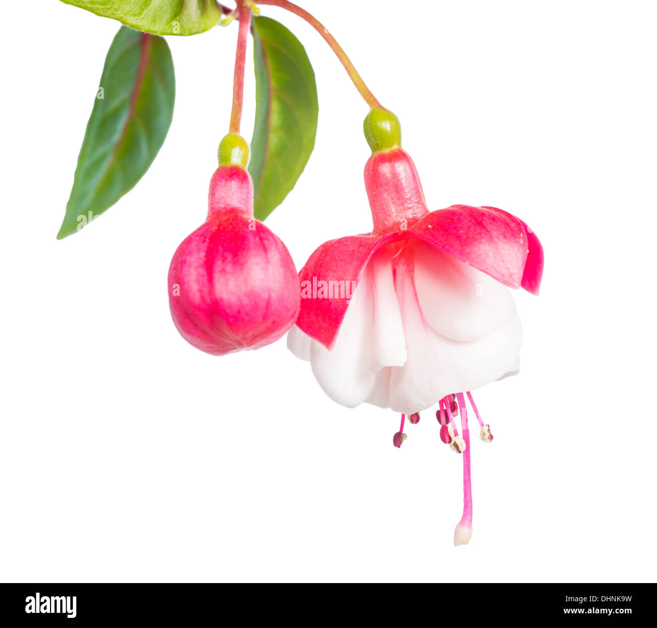 fuchsia isolated on white background, Alwin Stock Photo - Alamy
