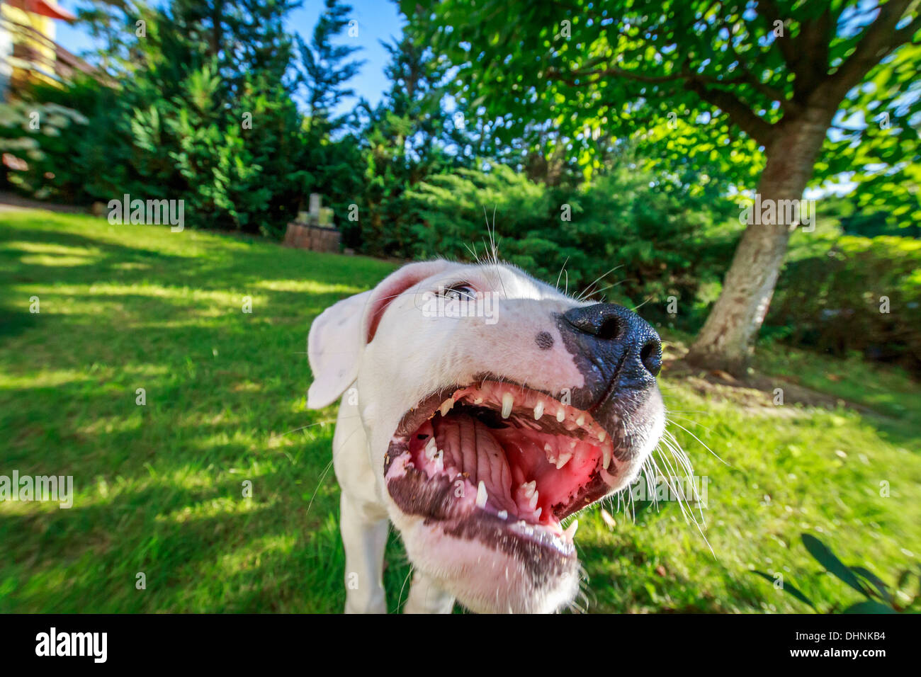 Snapping dog hi-res stock photography and images - Alamy