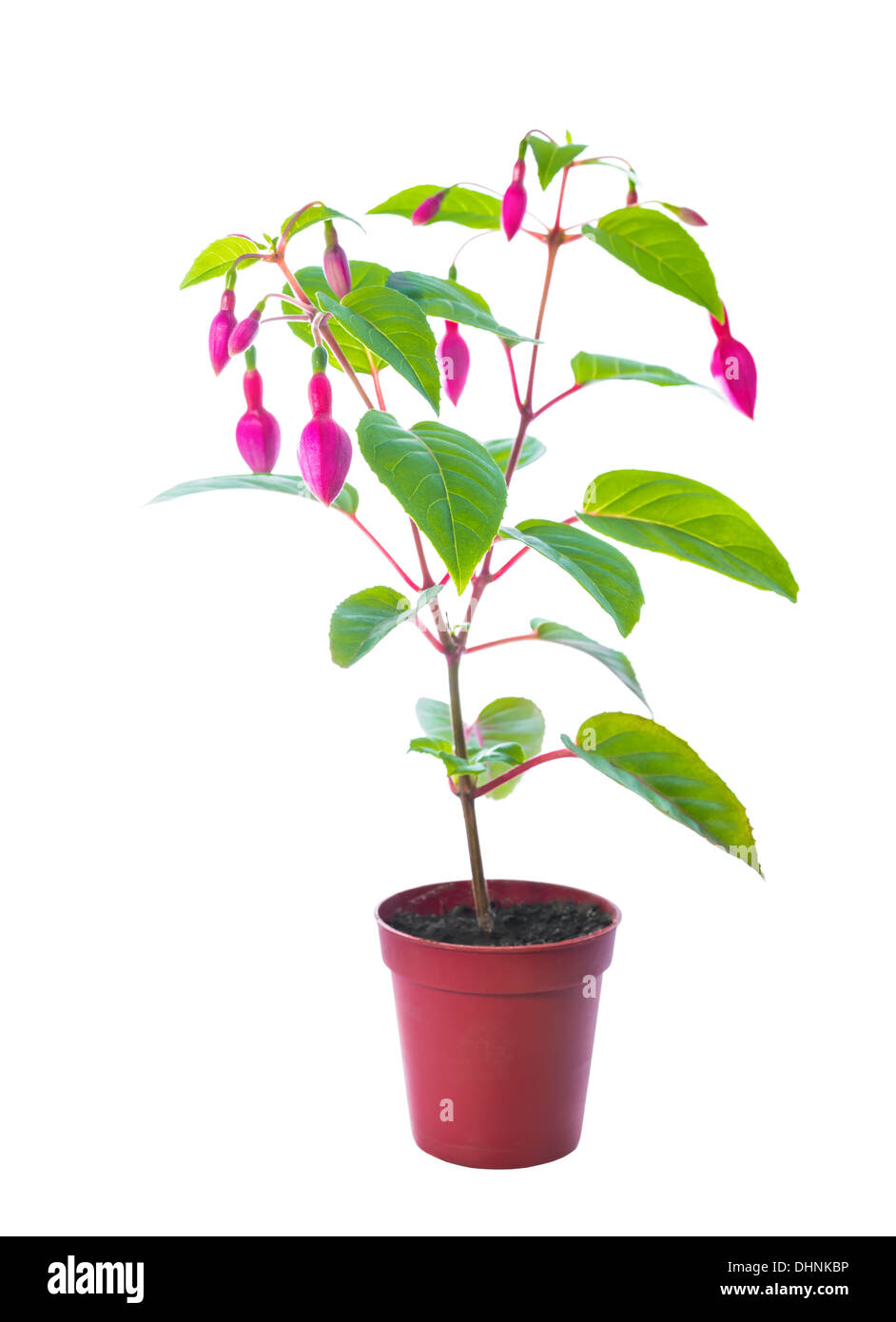 Fuchsia buds Cut Out Stock Images & Pictures - Alamy
