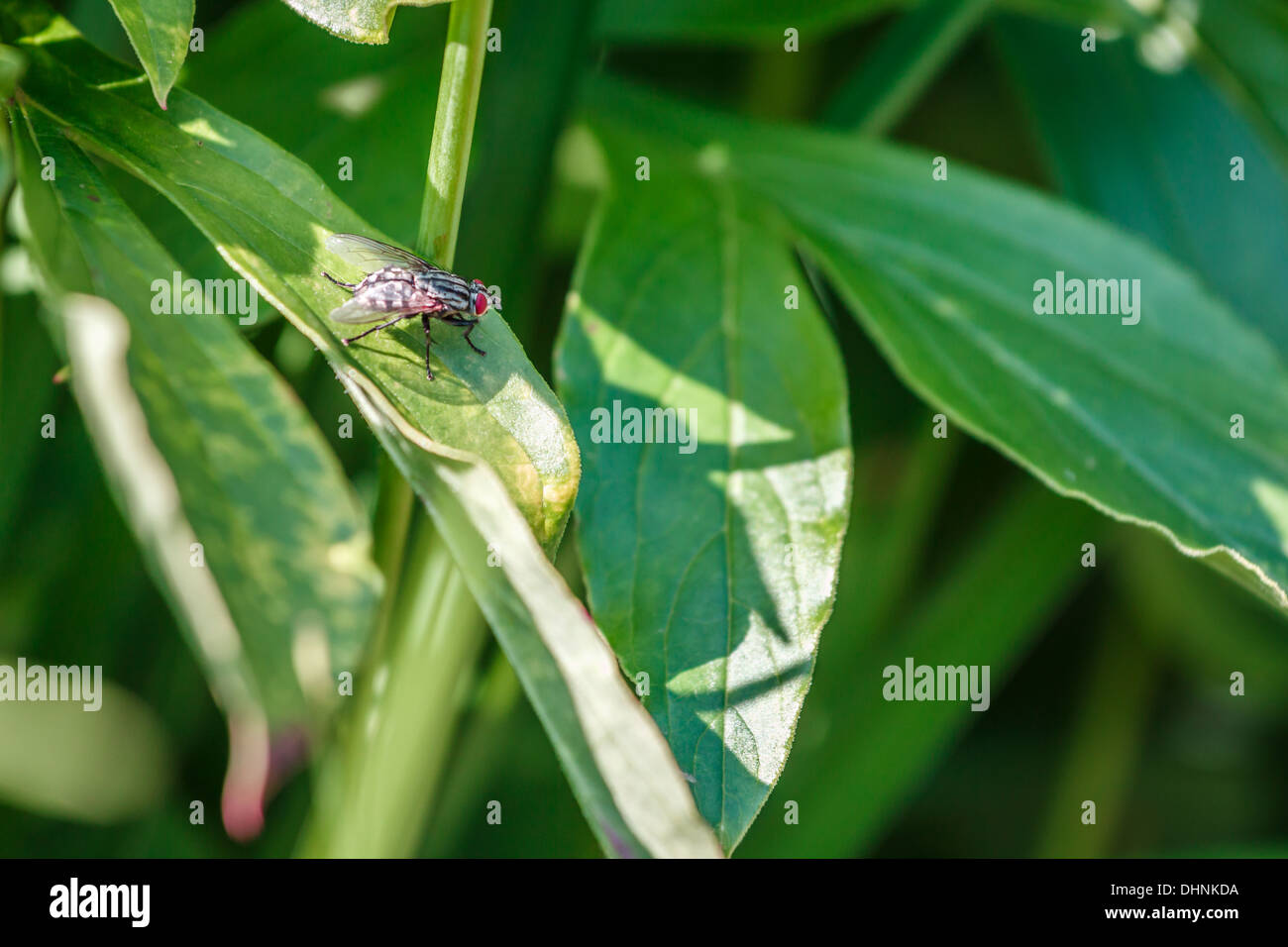 Fly sitting on a leaf Stock Photo - Alamy