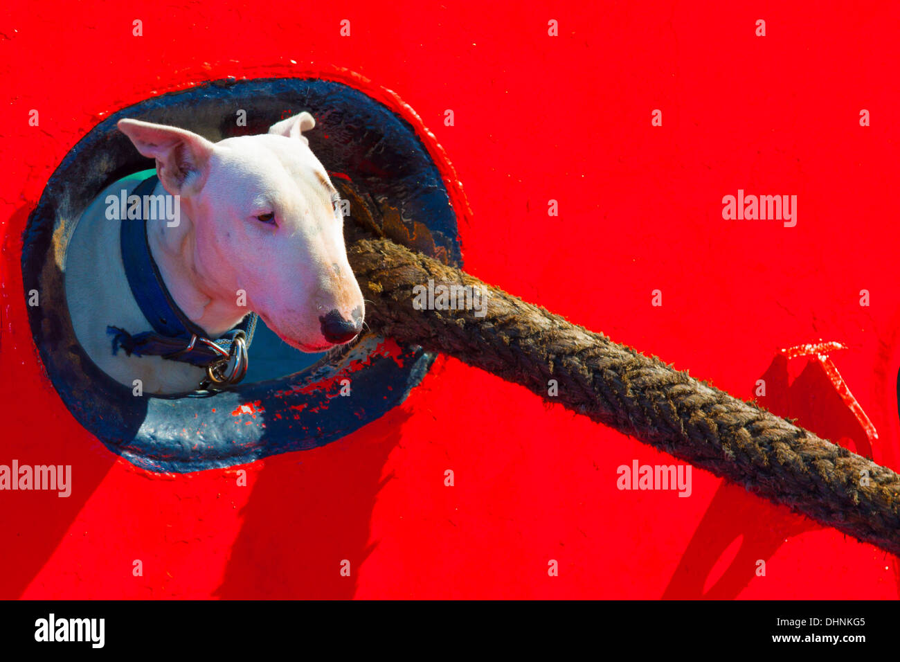 Dog with his head threw a ships Side Scuttle watching on left Stock ...