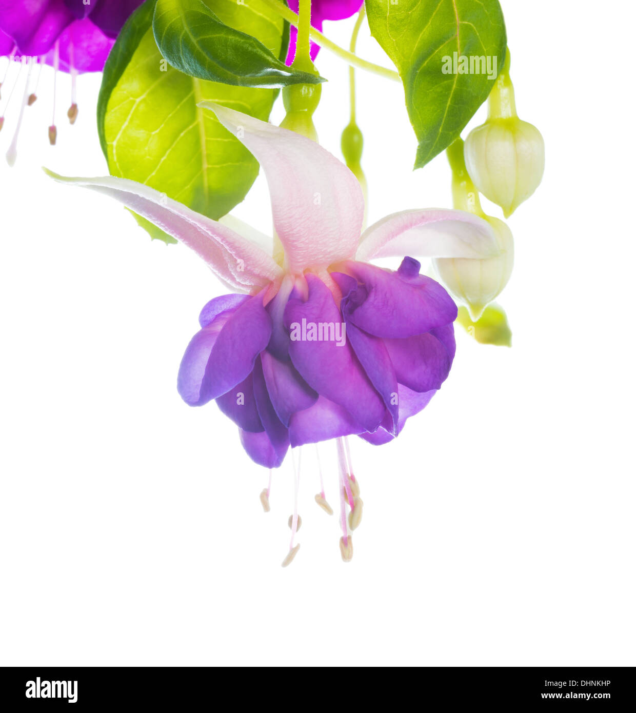 violet and pink fuchsia flower with bud isolated on white background ...