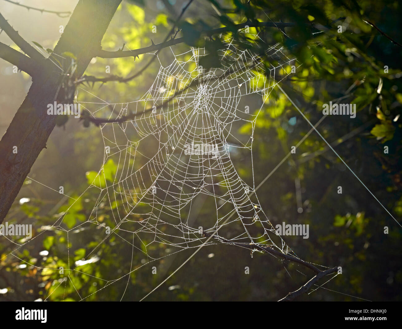 Spider web with dew drops in autumn Stock Photo - Alamy