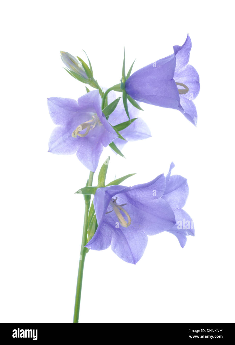 Hand bell flower hi-res stock photography and images - Alamy