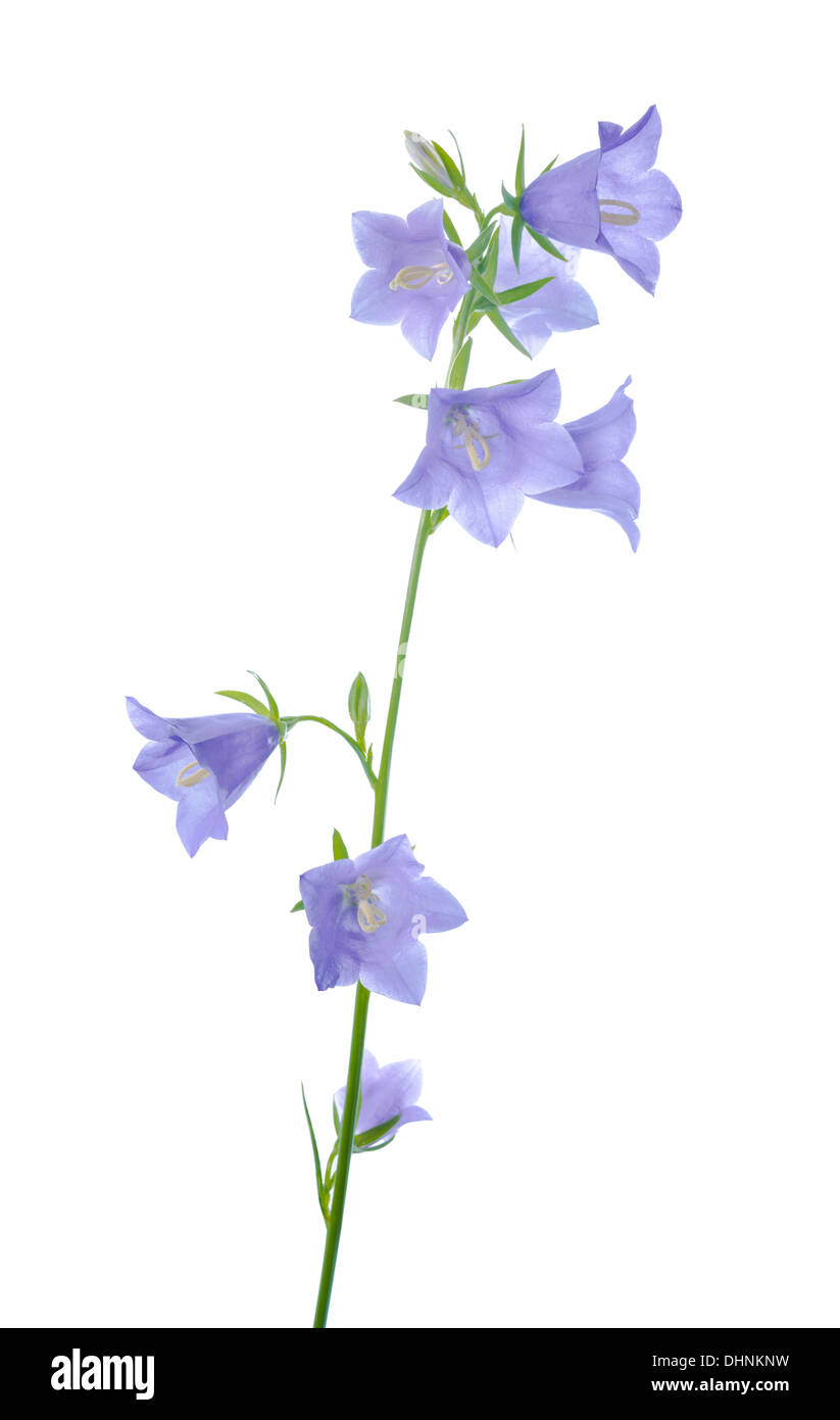 branch blue hand bell on a white background, isolated Stock Photo - Alamy