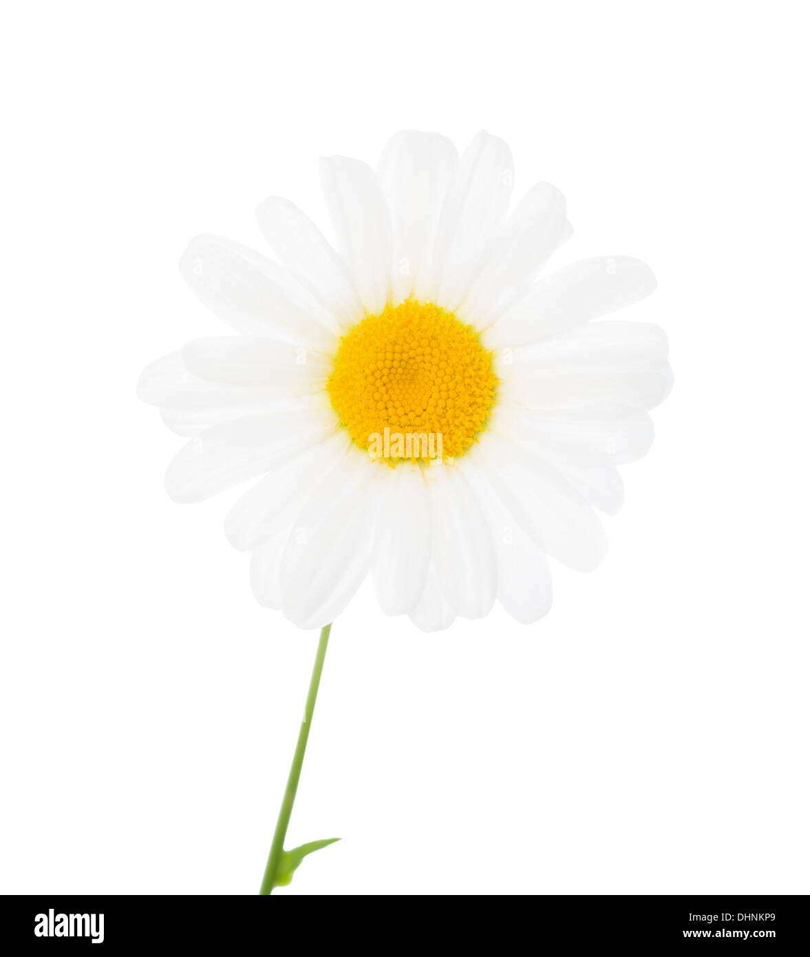 One camomile on green Cut Out Stock Images & Pictures - Alamy