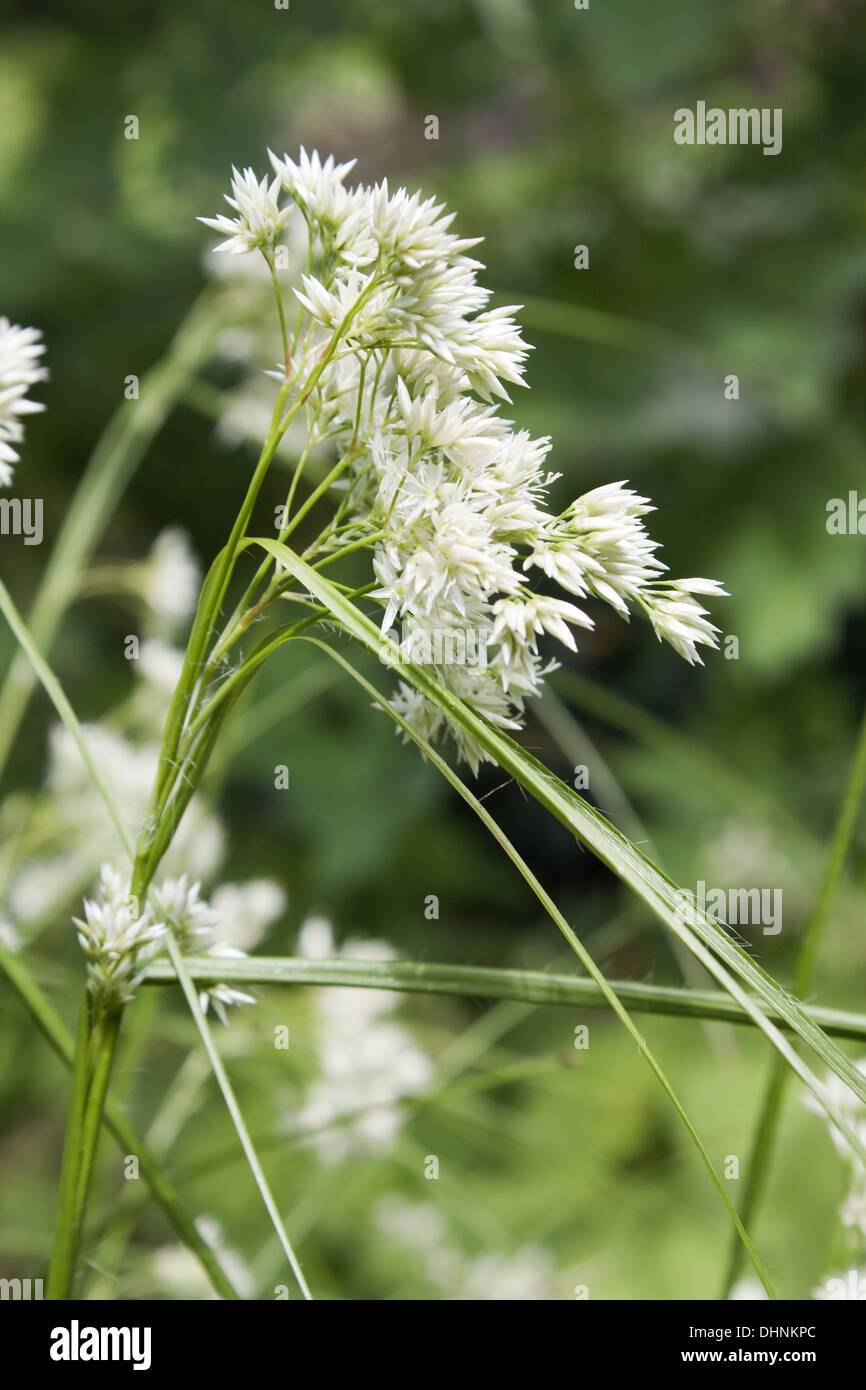 Luzula sylvatica hi-res stock photography and images - Alamy