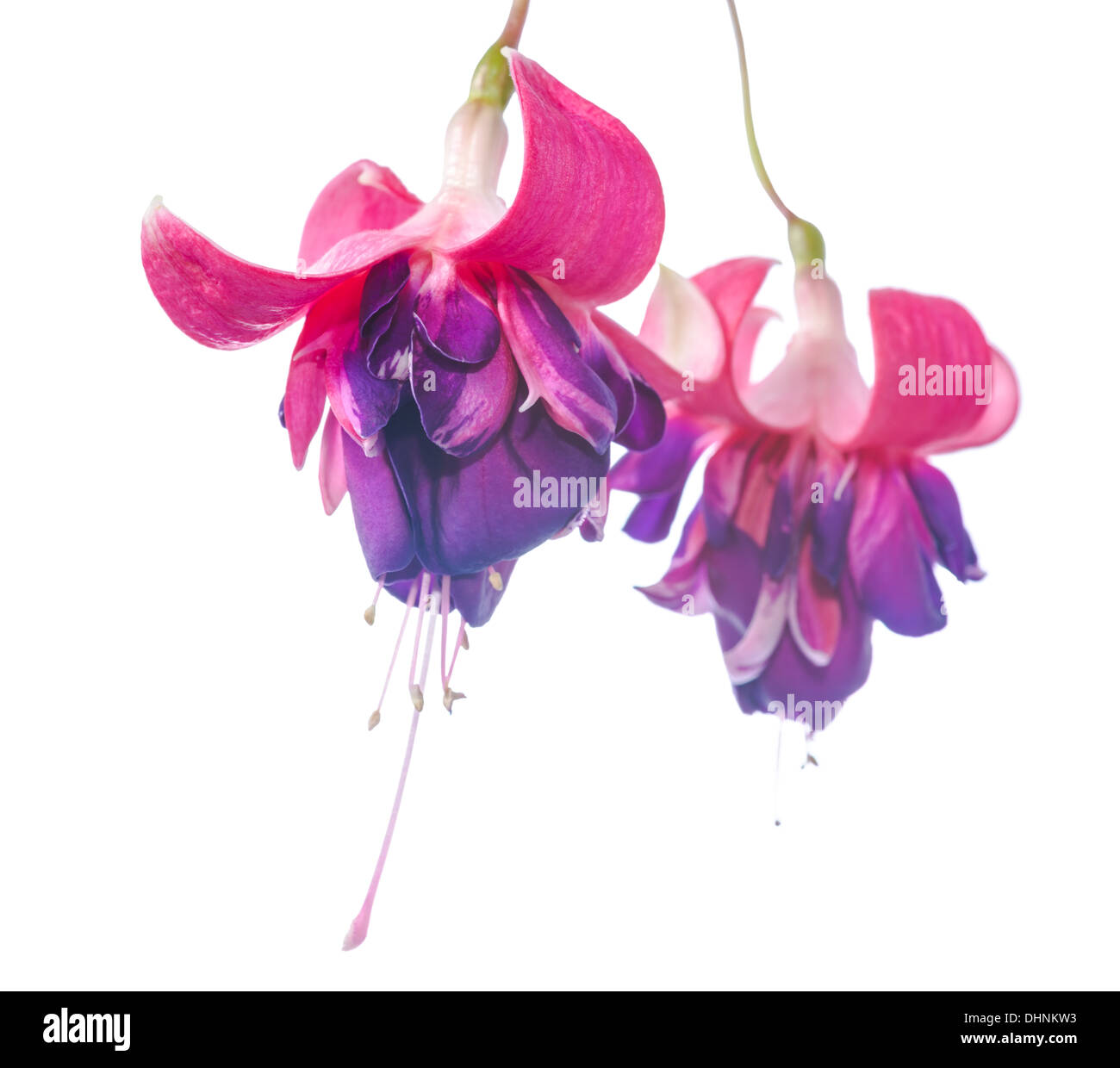 colourful fuchsia flower isolated on white background Stock Photo - Alamy