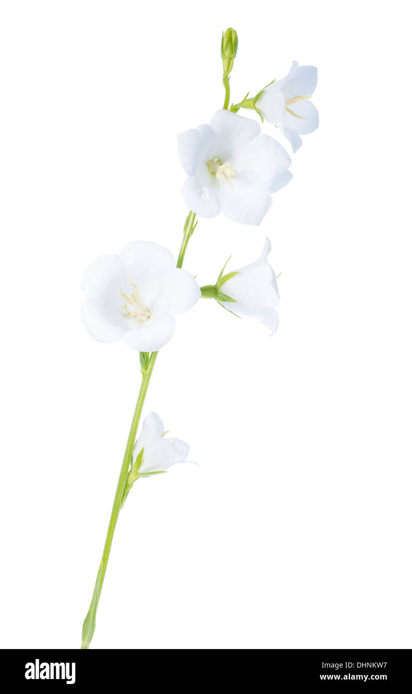 white bell on a white background is isolated on white background Stock ...
