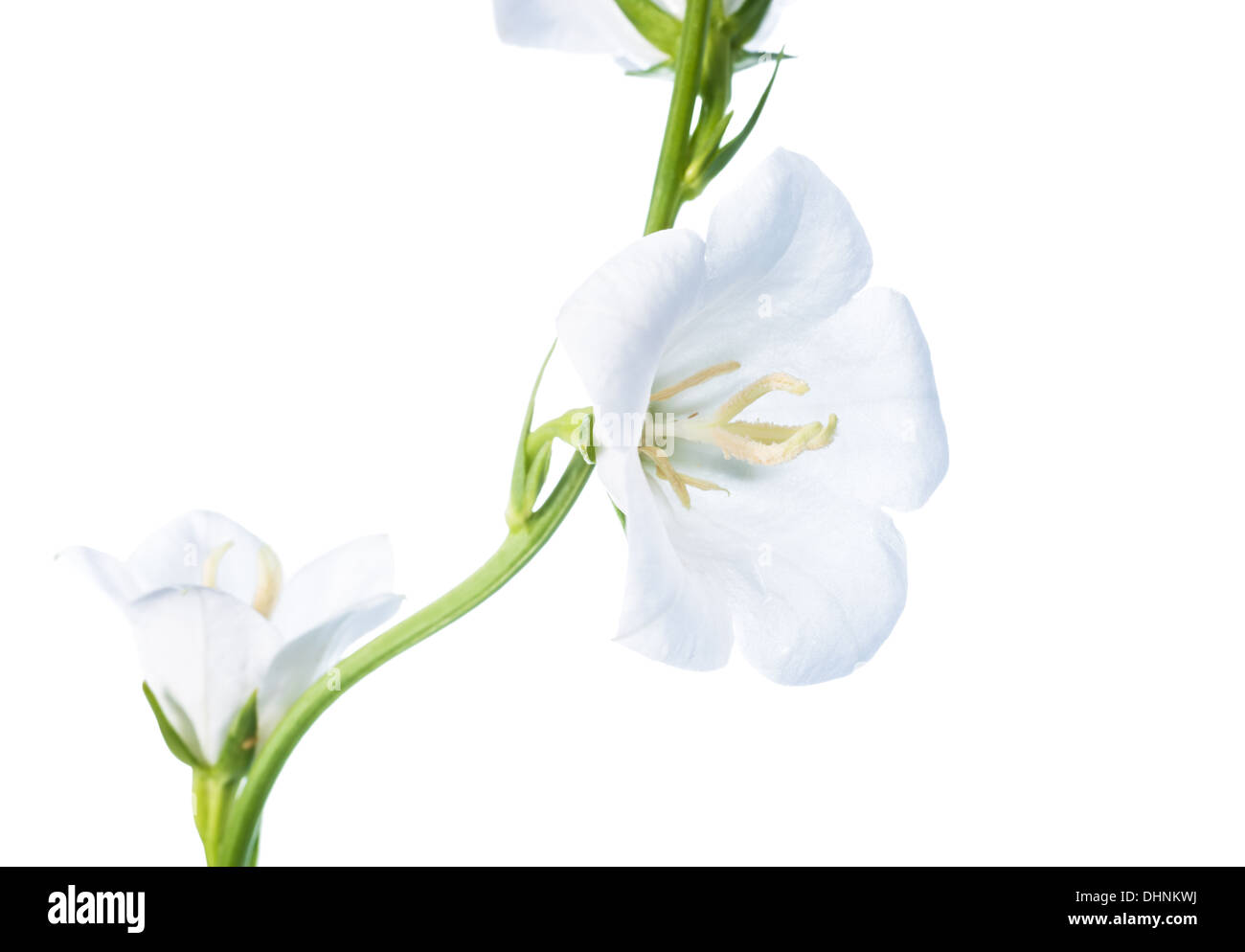 white bell flower on a white background Stock Photo - Alamy