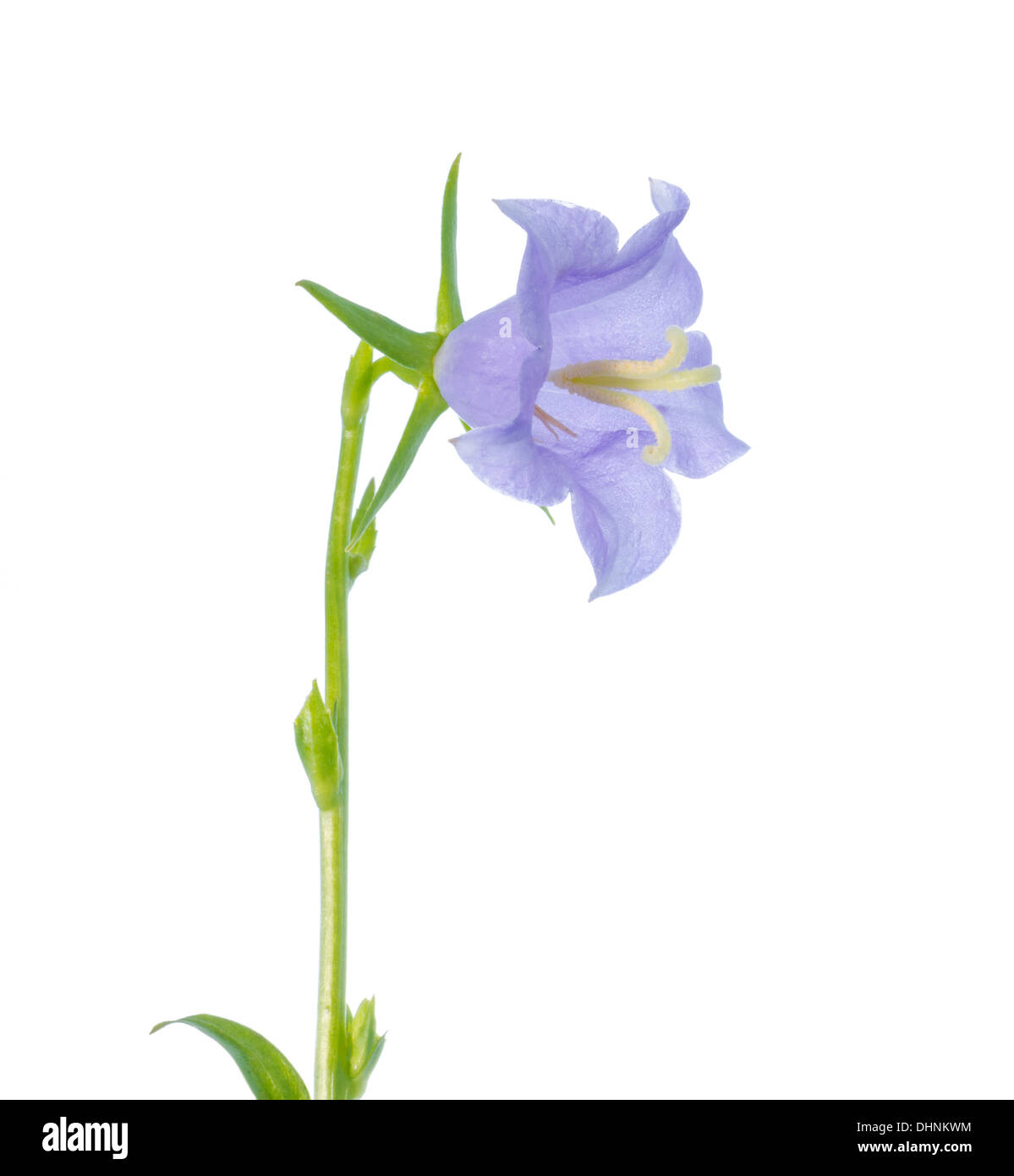 bluebell isolated on a white background Stock Photo - Alamy