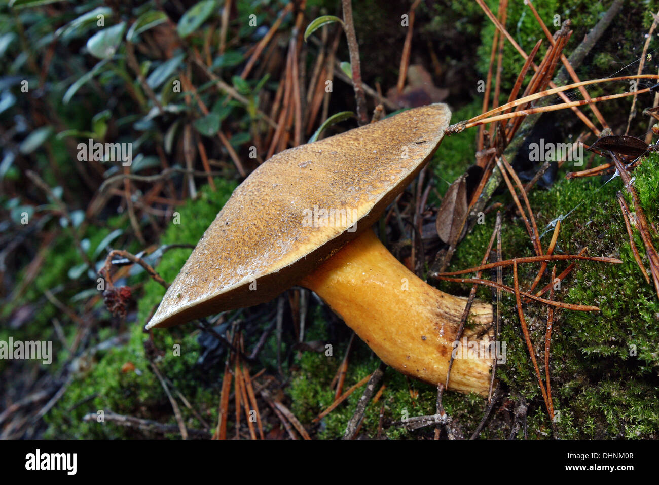 Mushroom suillus variegatus growing in the forest Stock Photo - Alamy