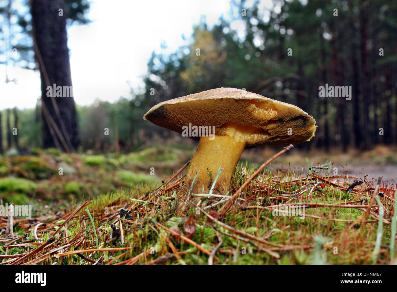 Mushroom suillus variegatus growing in the forest Stock Photo - Alamy