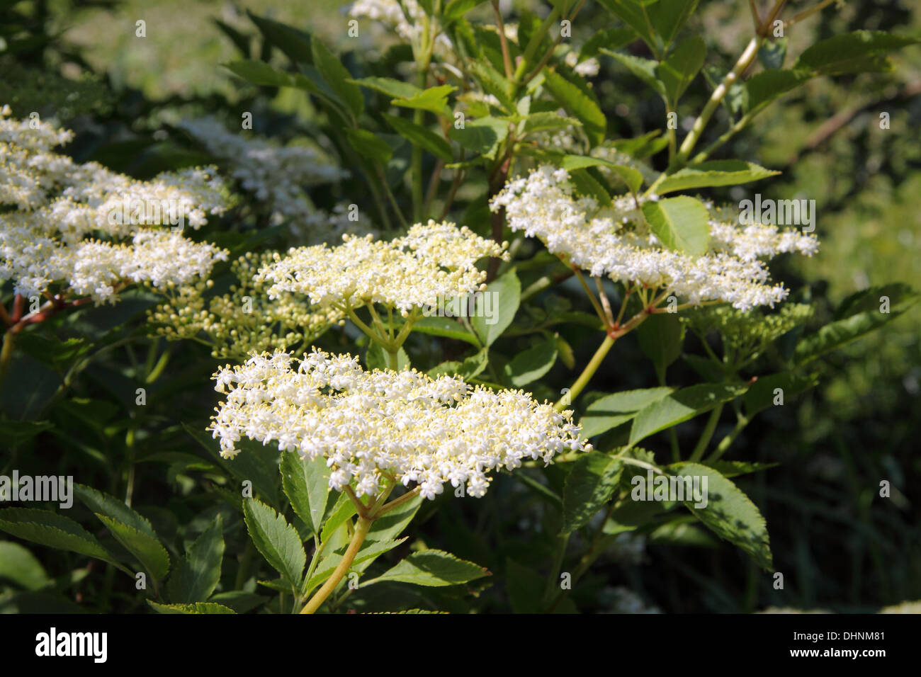 Elder tree hi-res stock photography and images - Alamy