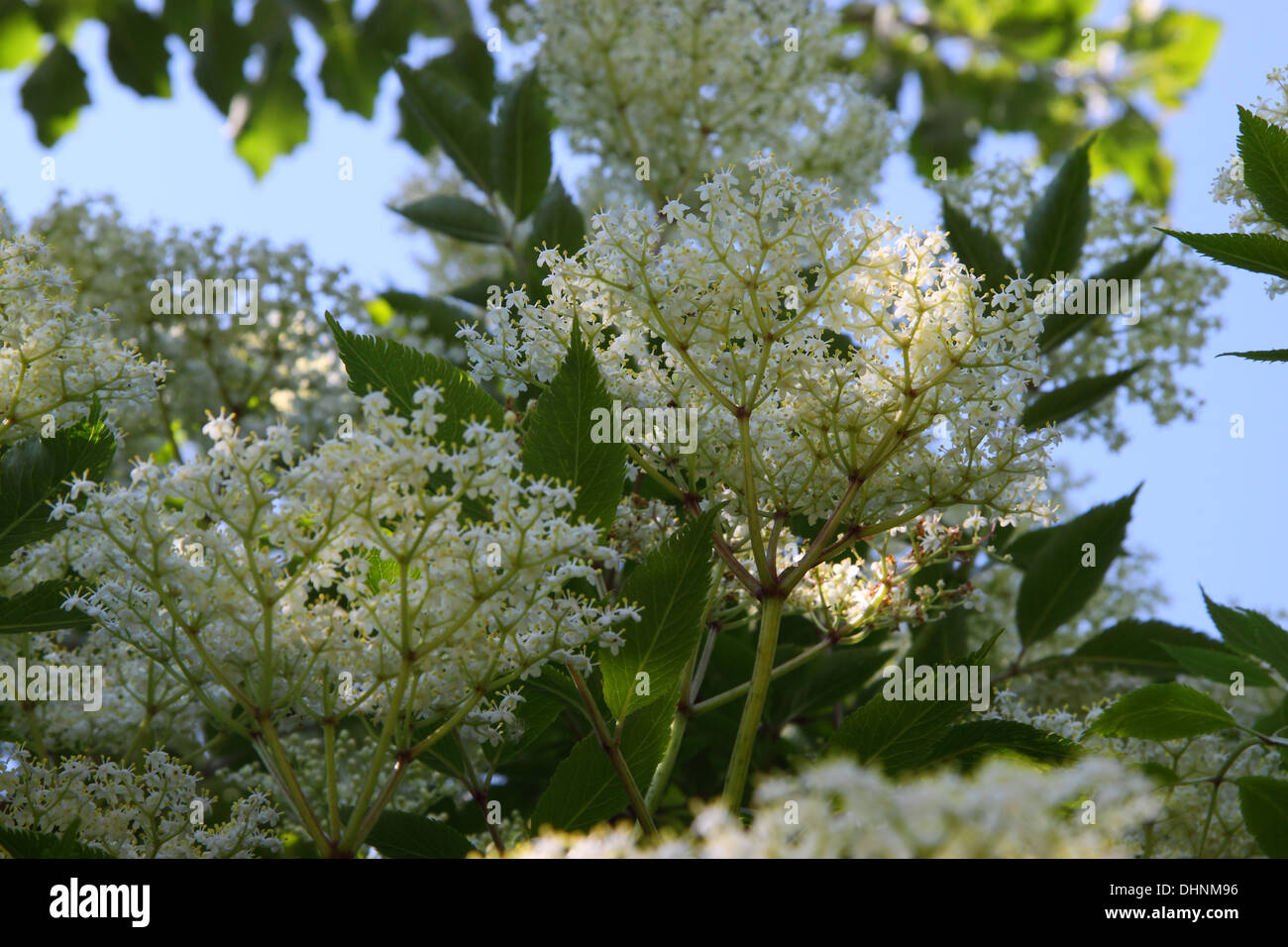 Elder tree hi-res stock photography and images - Alamy