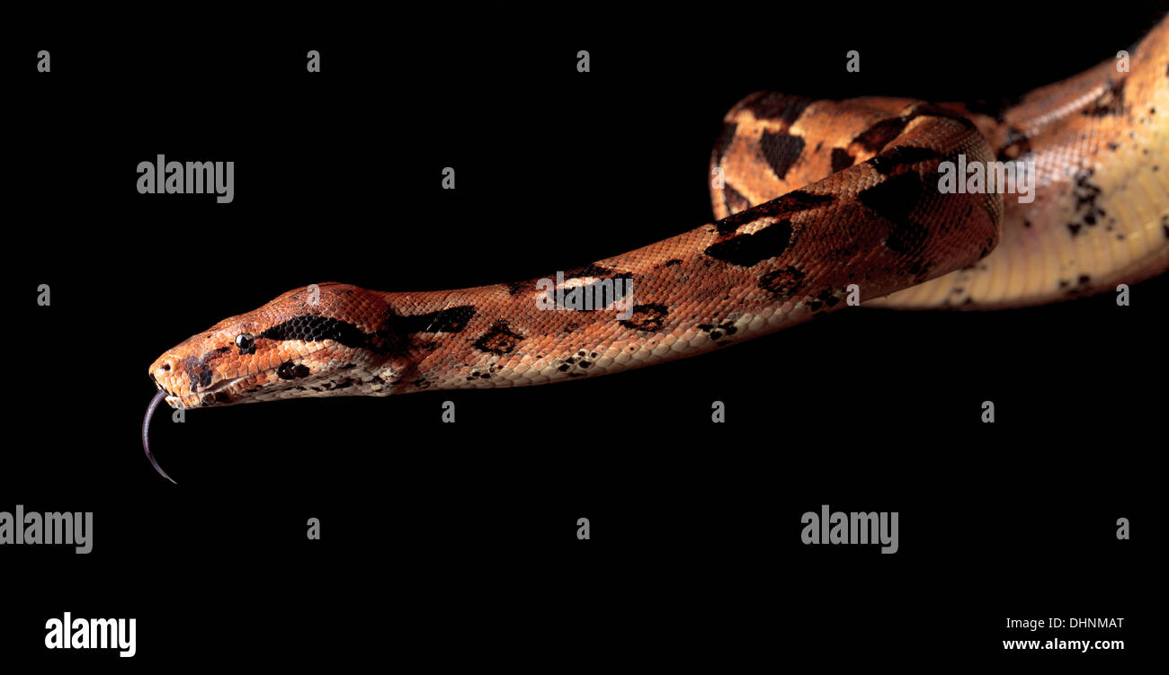 Boa Head with his Tongue hanging Stock Photo - Alamy