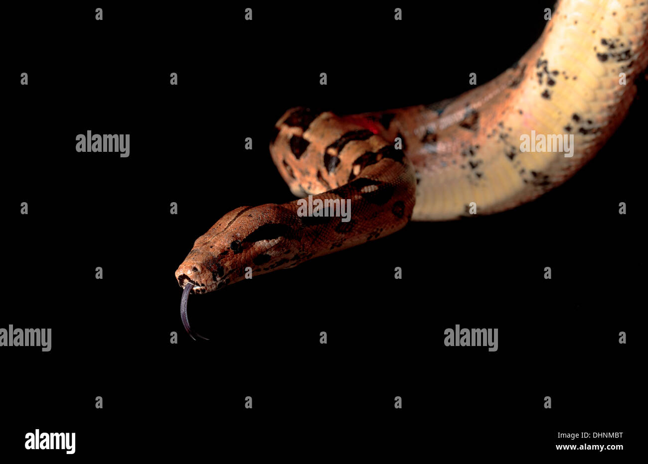 Boa head tongue hi-res stock photography and images - Alamy