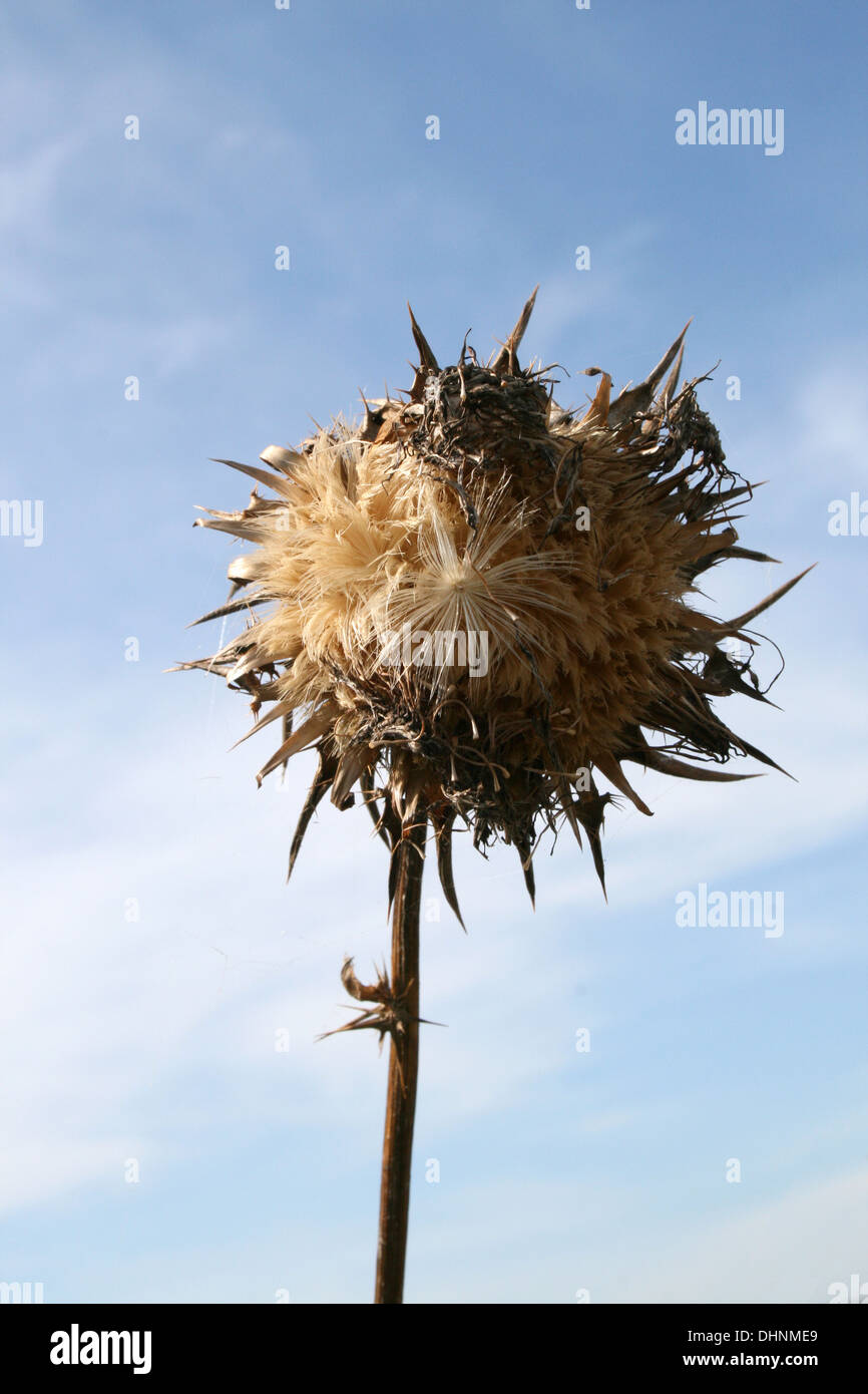 Airborne seeds hi-res stock photography and images - Alamy
