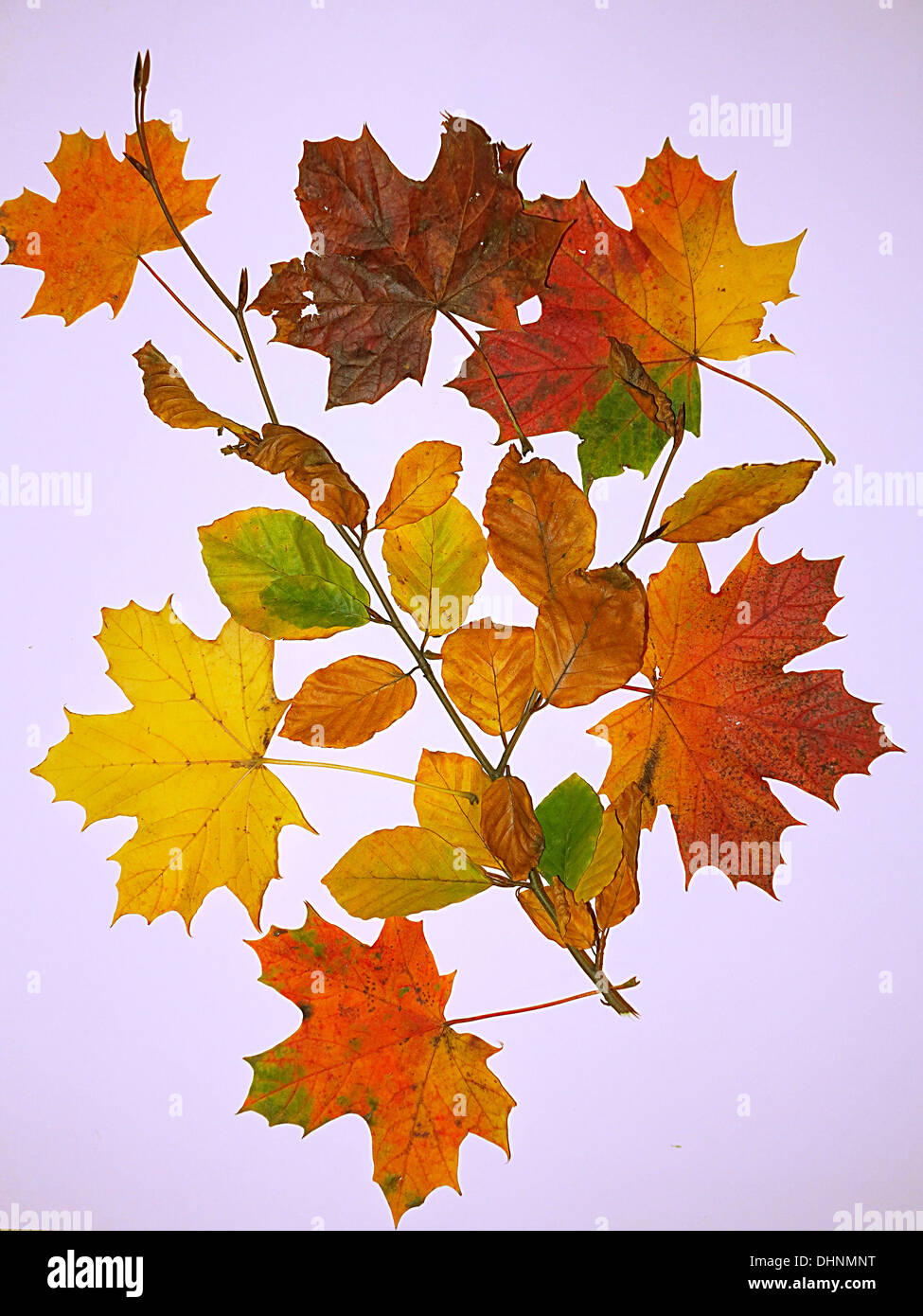 Variegated maple leaves hi-res stock photography and images - Alamy