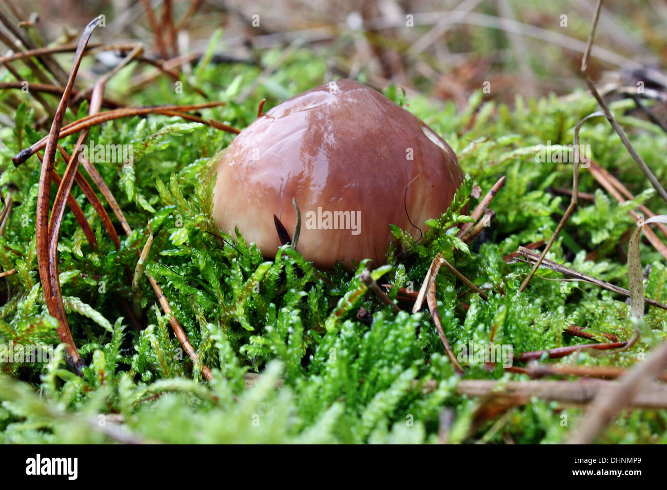 Mushroom suillus luteus growing in the forest Stock Photo - Alamy