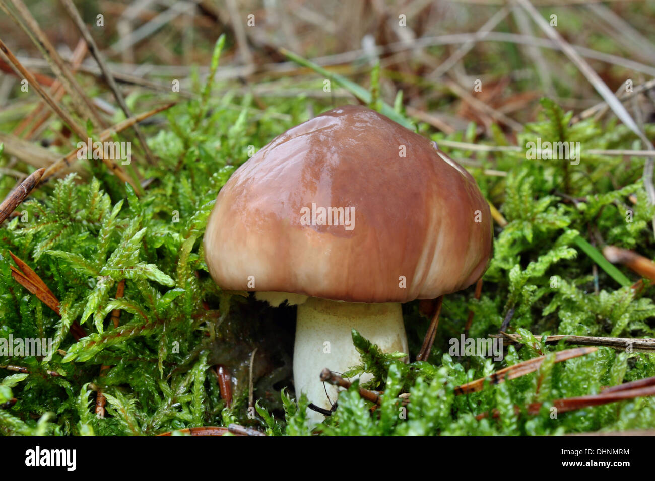Mushroom suillus luteus growing in the forest Stock Photo - Alamy