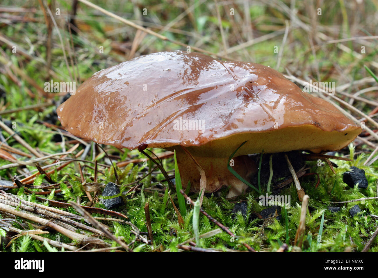 Mushroom suillus luteus growing in the forest Stock Photo - Alamy