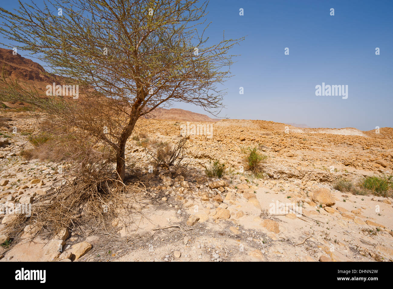 Tree in Desert Stock Photo - Alamy