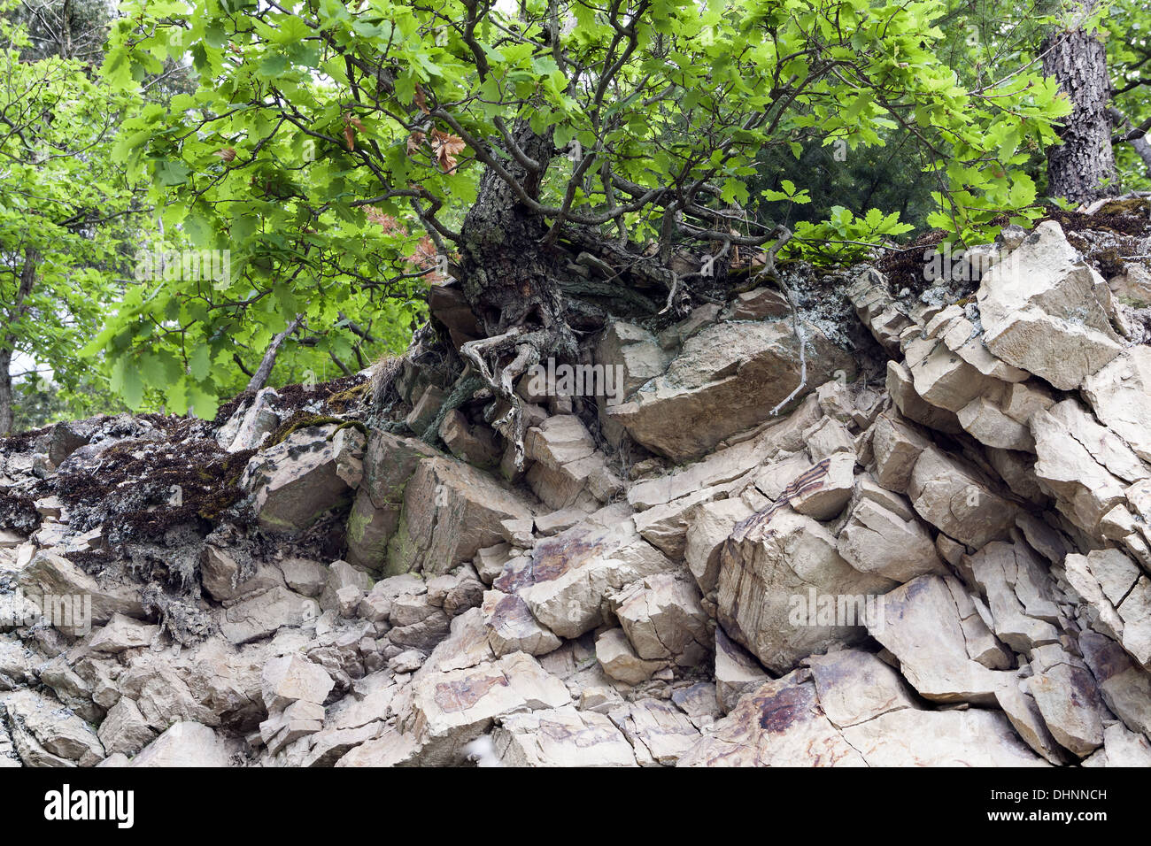 tree on top of a rock Stock Photo - Alamy