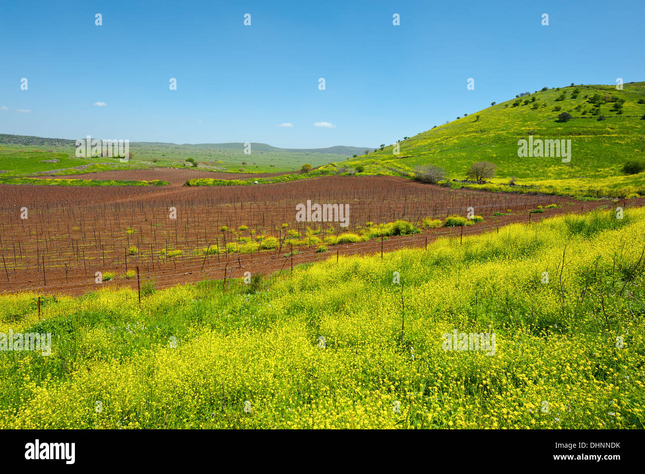 Israel landscape vines hi-res stock photography and images - Alamy