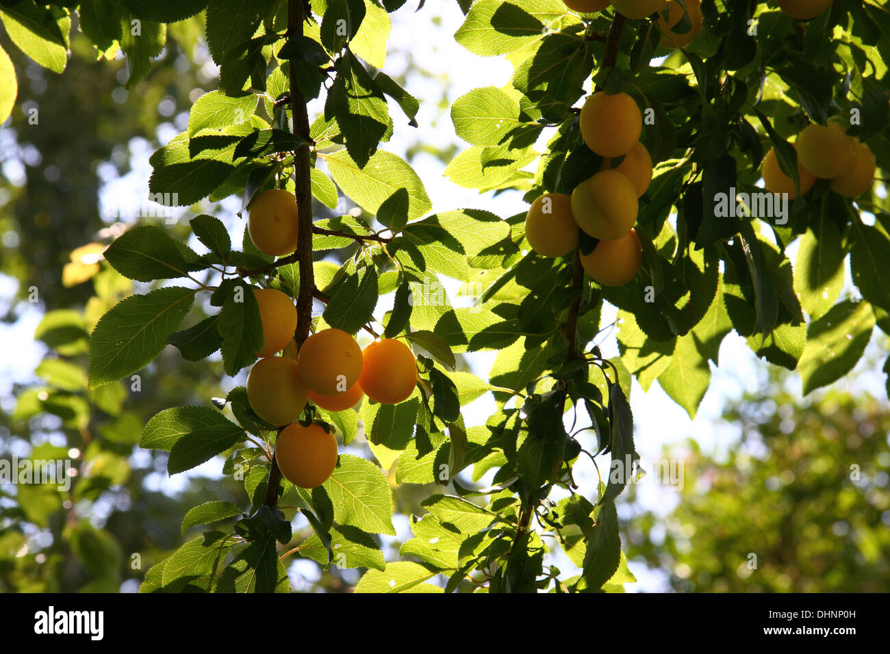 Mirabellenernte hi-res stock photography and images - Alamy