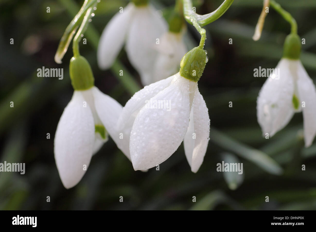 Schnee drops hi-res stock photography and images - Alamy