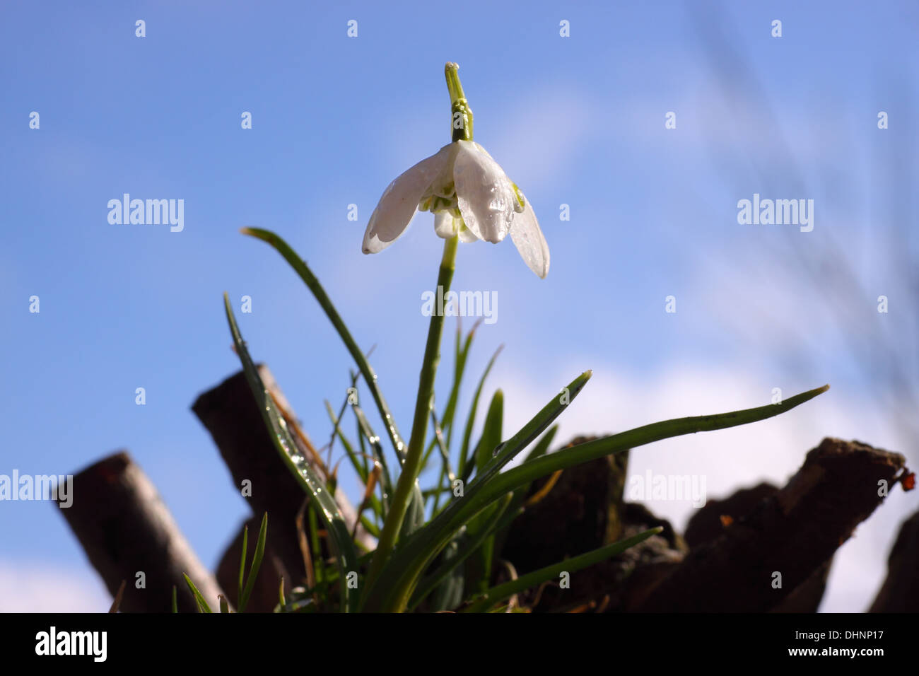 Schnee drops hi-res stock photography and images - Alamy